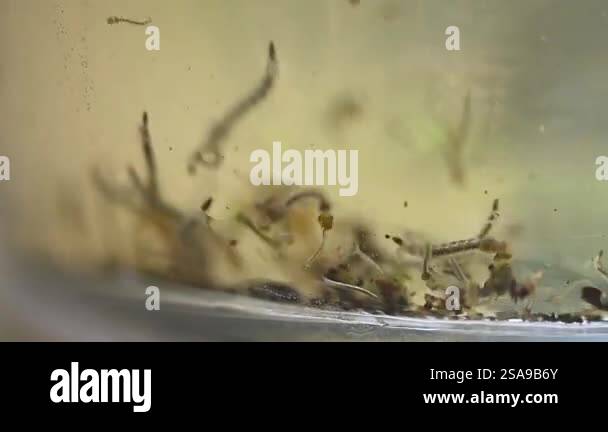 Aedes larvae and pupae aegypti and Aedes albopictus mosquito Stagnant ...