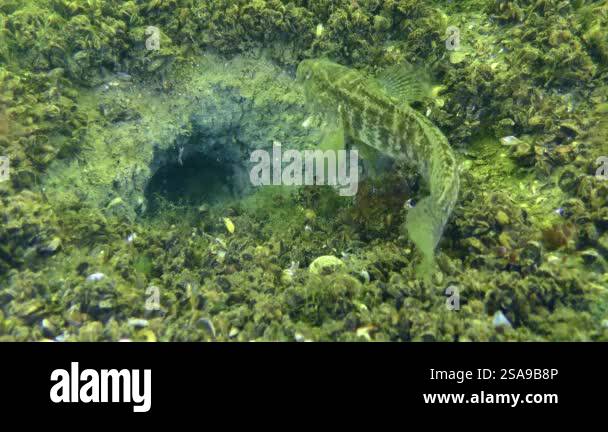 Reproduction Grass goby (Zosterisessor ophiocephalus): The male slowly ...
