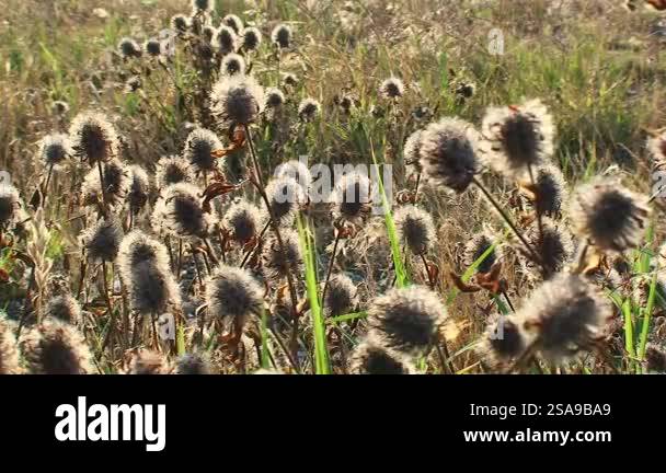 Thickets of Rabbitfoot clover (Trifolium arvense) in backlight. Flora ...