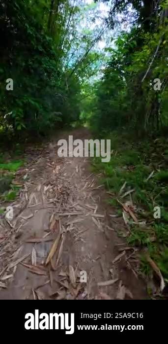 Trail in the forest. Landscape of a forest road Stock Video Footage - Alamy