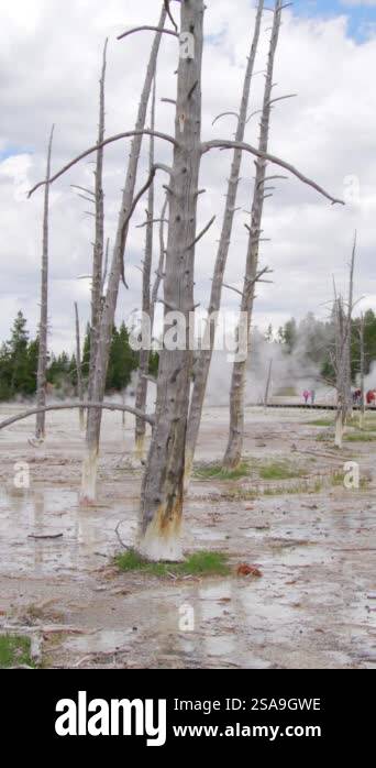 The image showcases lifeless trees in Yellowstone National Park ...
