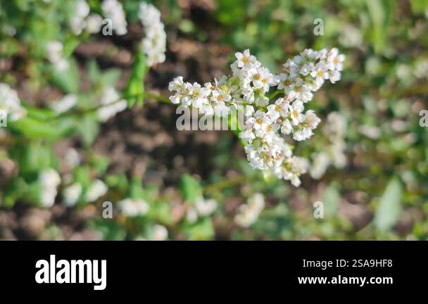 Buckwheat bloom. Small white buckwheat flowers on a green stem close-up ...