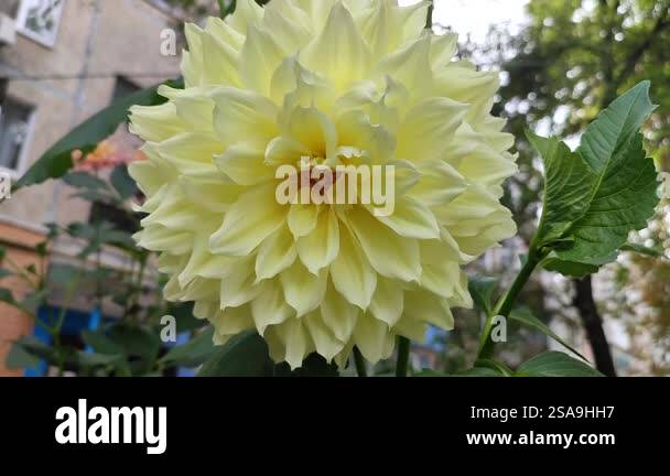 Big beautiful dahlia flower. Flower georgina. Blooming flower with many ...