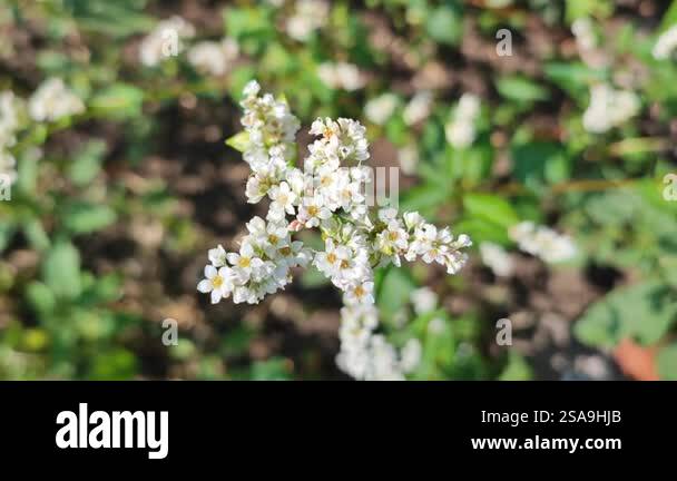 Buckwheat bloom. Small white buckwheat flowers on a green stem close-up ...