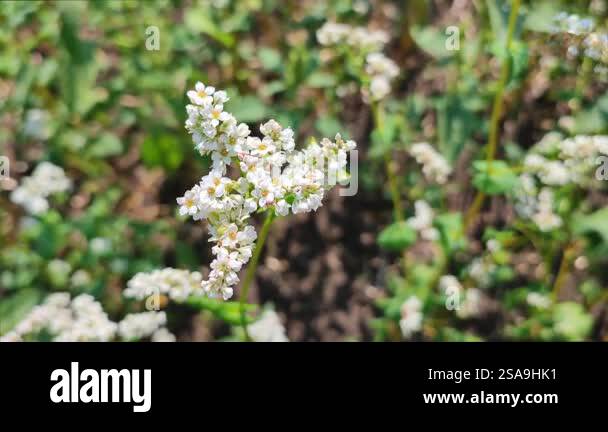 Buckwheat bloom. Small white buckwheat flowers on a green stem close-up ...