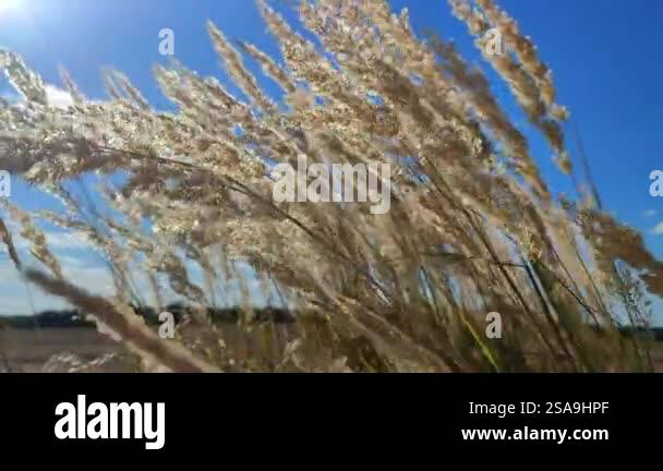 Many stems dry feather grass flowers swaying in wind in field on ...