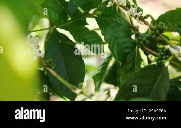 Close-up of a coffee plant with vibrant green leaves, small unripe ...