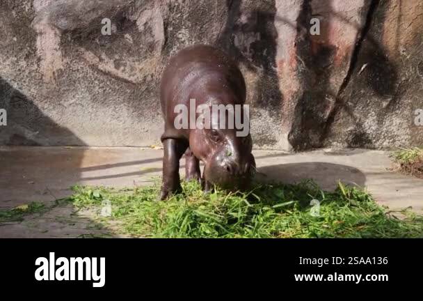 Footage of an Adult Male Pygmy Hippopotamus Enjoy his Meal in the ...