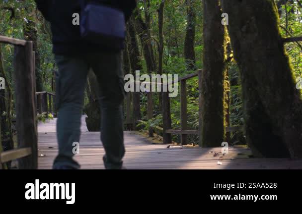 solo travel activity concept with asian man hiking in tropical forest ...