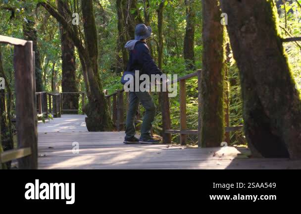 solo travel activity concept with asian man hiking in tropical forest ...