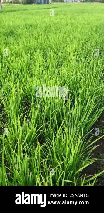 Very fertile rice fields in the interior of Sumatra which are food ...