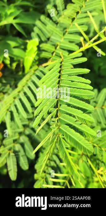 Mimosa pudica is a creeping annual or perennial flowering plant of the ...