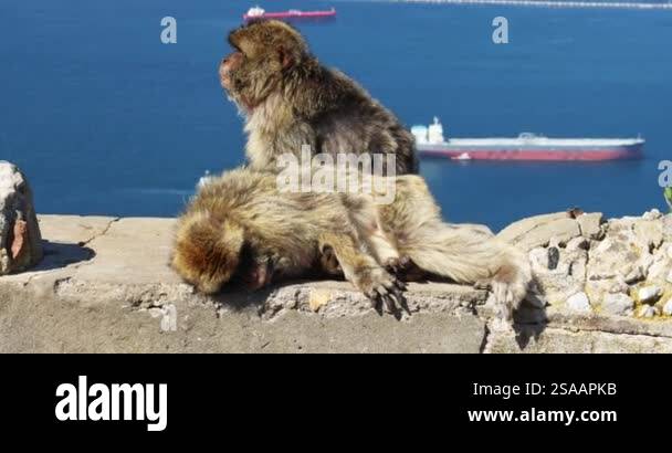 Monkeys on Gibraltar, British Overseas Territory and city on the ...