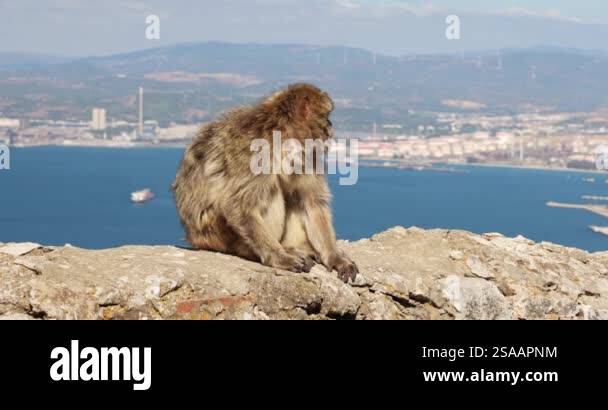 Monkey on Gibraltar, British Overseas Territory and city on the Iberian ...