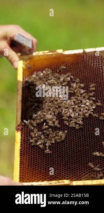 Opening beehive at the apiary. Beekeeper keeps a honey cell with bees ...