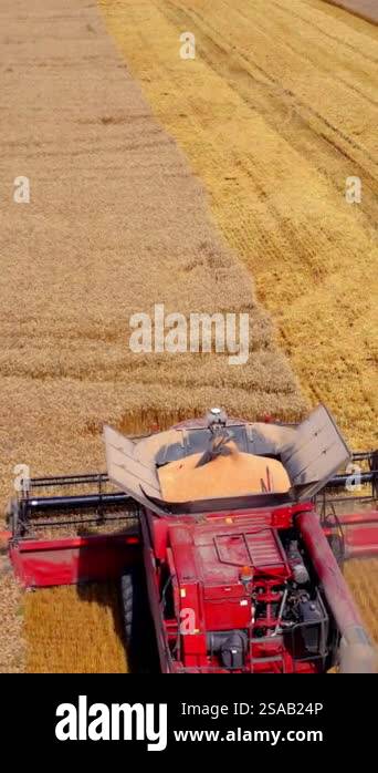 Combine harvester collecting ripe wheat on golden field. Grain ...