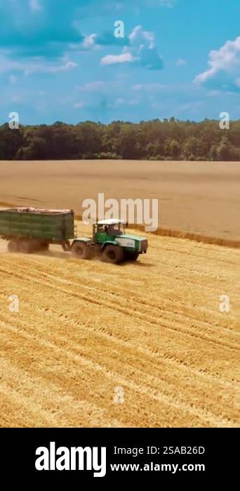 Tractor with trailer driving on yellow field. Agricultural works on ...