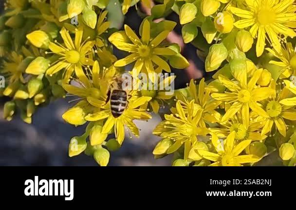 bee, Apis mellifera, animal jumping from flower to flower, on a sunny ...