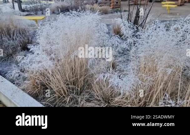 Tall panic grass Stock Videos & Footage - HD and 4K Video Clips - Alamy