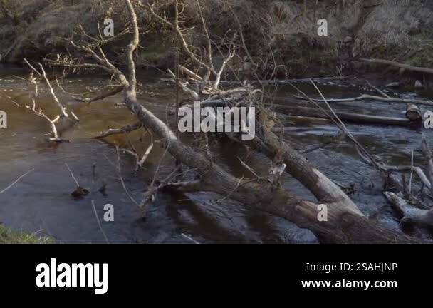 A serene river stream flows through a forested area in spring ...
