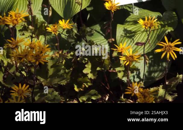 A close-up view of the 'Osiris Cafe Noir' Rayflower plant in a ...