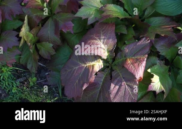 The vibrant and exotic foliage of the Rodgersia Podophylla plant in a ...