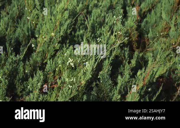 The low-growing Juniperus horizontalis 'Alpina', commonly known as ...