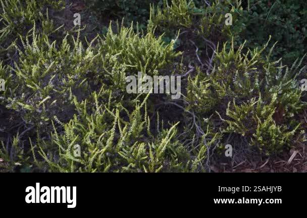 Growing dwarf Stock Videos & Footage - HD and 4K Video Clips - Alamy