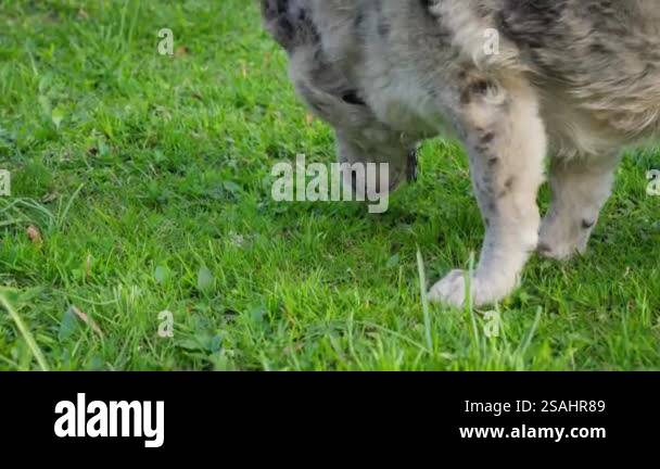 Spotted dog of no breed Slowly walks on the grass and sniffs the ground ...