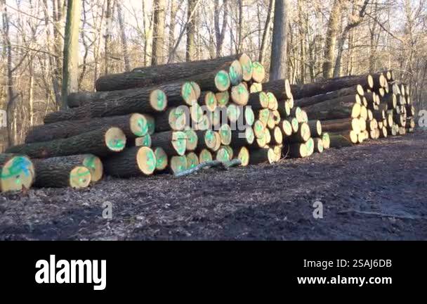 Industrial timber harvesting in forestry. Stacked marked oak timber in ...