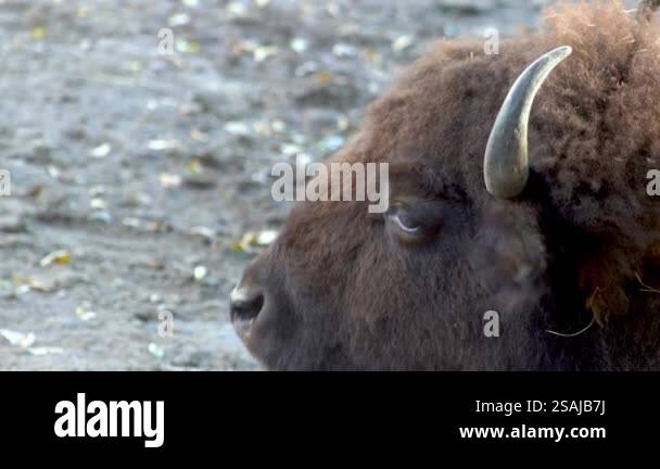 Head in profile of a ruminant. Nose and eye. Bison chewing. Bison ...