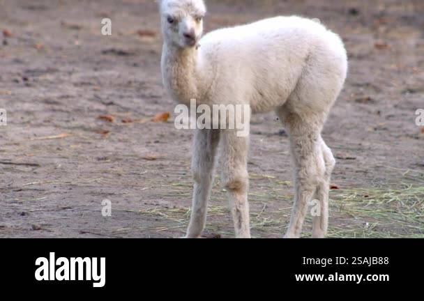 Alpaca animal. White little baby lama with blue eyes eats food Stock ...