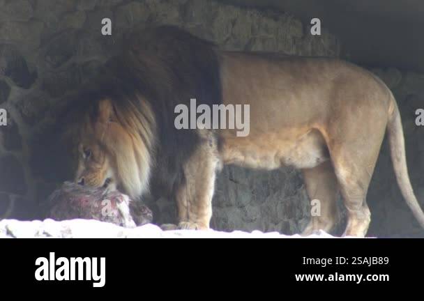 Big lion animal eats meat food in Zoo Stock Video Footage - Alamy
