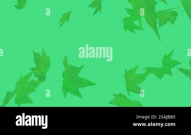 Fall autumn leaves animation - Vertical video on green screen Stock ...