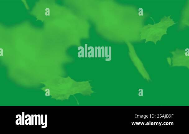 Fall autumn leaves animation - Vertical video on green screen Stock ...