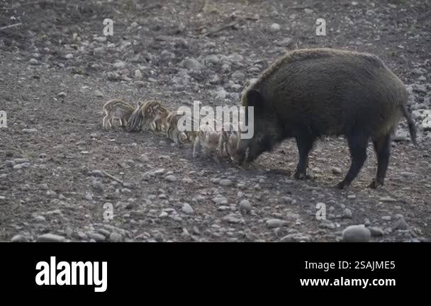 Female wild boar with her brood of children in wild. Mother and young ...