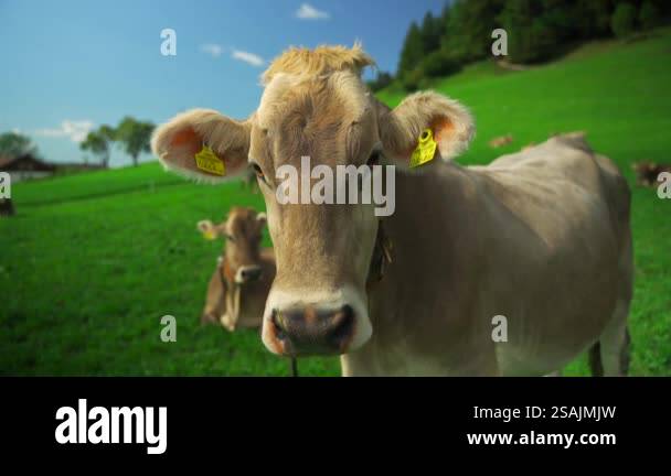 Portrait of brown cow in Bavarian Alps in Germany. Cow looking into ...
