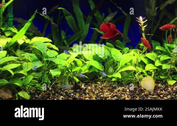 A shoal of colorful neon tetras, red wag platies, zebra danio and red ...