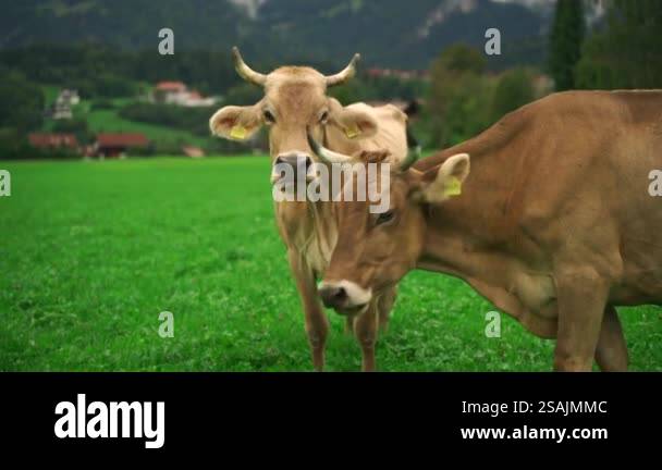 Cow and bull in green meadow are very affectionate to each other during ...