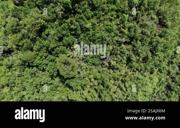 Smooth top-down aerial footage with rotation captures the jungle ...