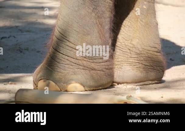 A detailed and closeup view of elephant feet, highlighting their unique ...