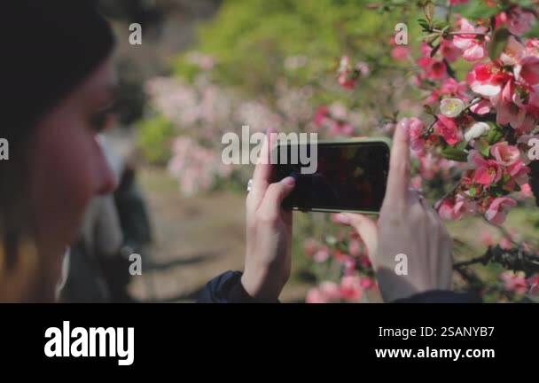 Woman making photo of pink sakura flowers blossom in Tokyo garden ...