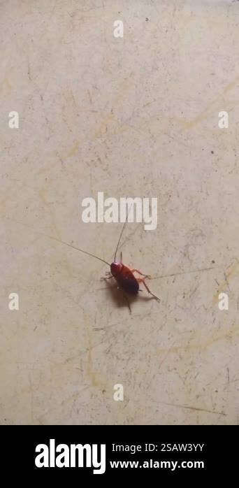 A close-up of a small brown cockroach on a light-colored textured floor ...
