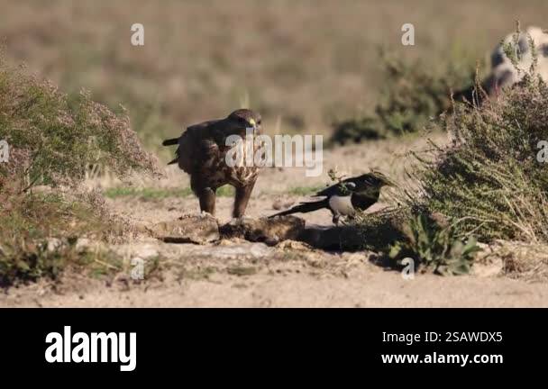 A Common Buzzard on the ground, shaking its head with a magpie nearby ...