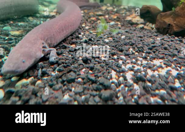 Aquatic life history Stock Videos & Footage - HD and 4K Video Clips - Alamy