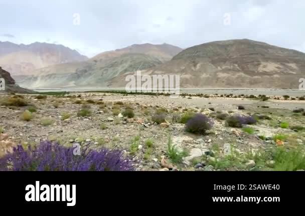 Lavender flowers and Himalayan mountains in Nubra Valley at Rongdu ...