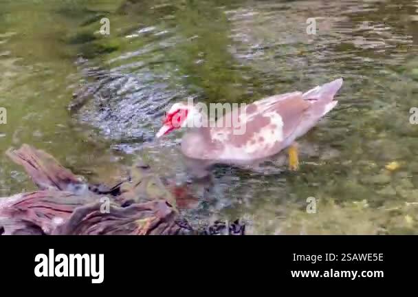 Vibrant Muscovy duck swiming in the pond footage showcasing its unique ...