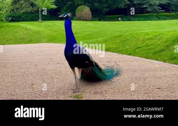 Graceful peacock stands elegantly on a garden pathway, its vibrant blue and green plumage ...