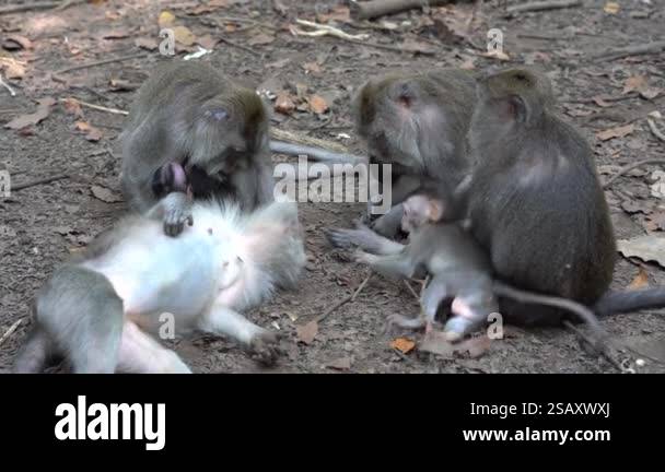 Wild monkey family at sacred monkey forest in Ubud, island Bali ...