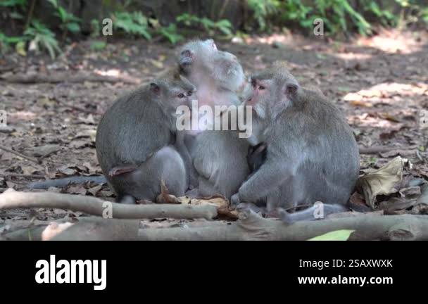 Wild monkey family at sacred monkey forest in Ubud, island Bali ...